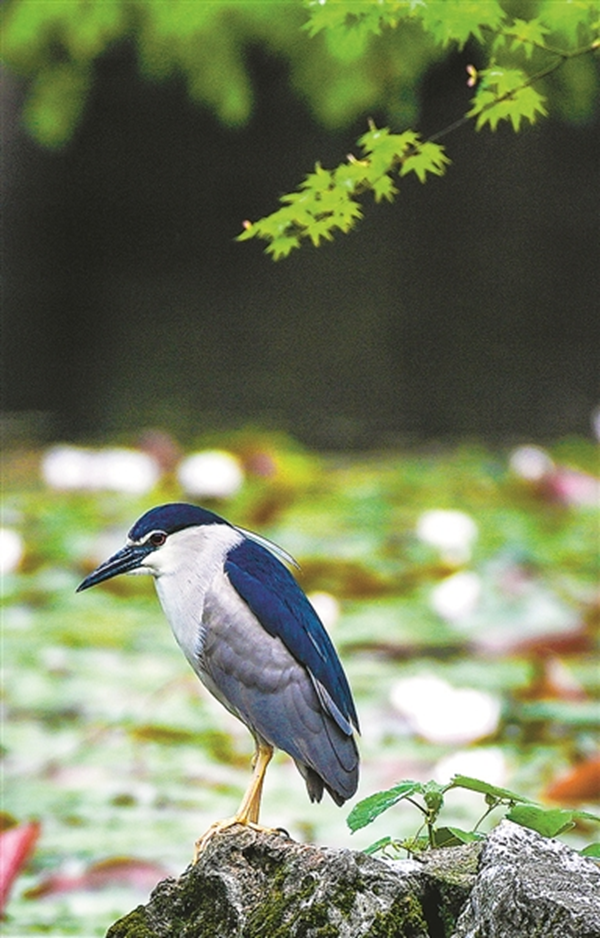 2,731 species of plants and animals live on the land of Hangzhou ...