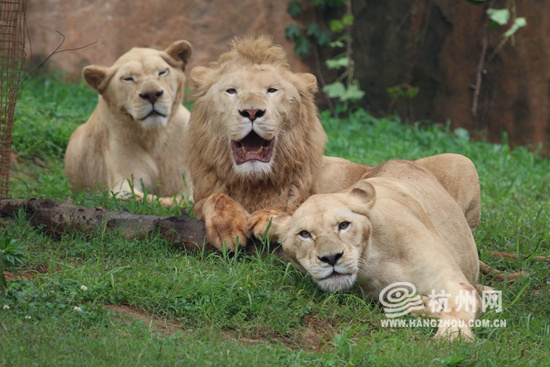 A lion with blunt bangs in Guangzhou Zoo comes from Hangzhou -Hangzhou News