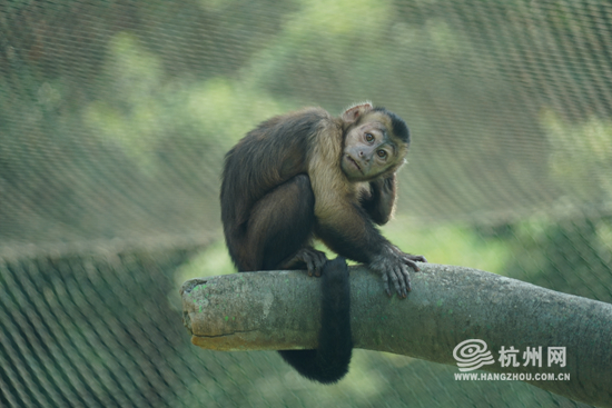Square-faced monkey is in sharp focus in Hangzhou -Hangzhou News