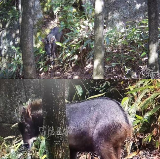 Goat-like animal with short horns spotted in Hangzhou -Hangzhou News